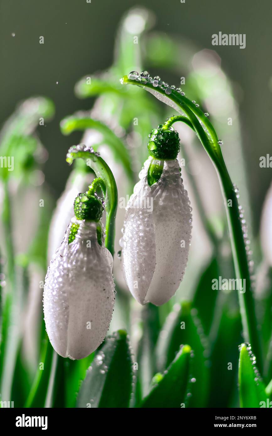 white snowdrop flowers Galanthus nivalis growth in snow. Beautiful ...