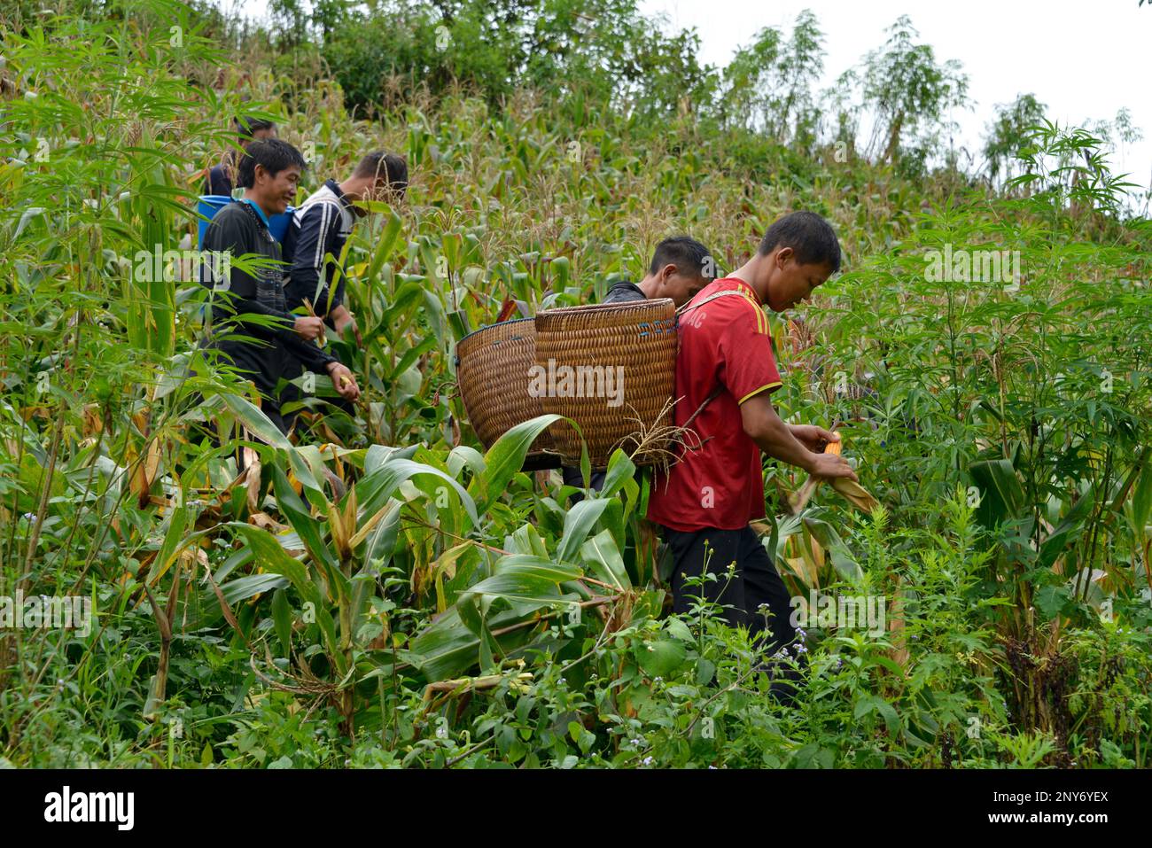 Maize harvest, Tha Pin, Vietnam Stock Photo - Alamy