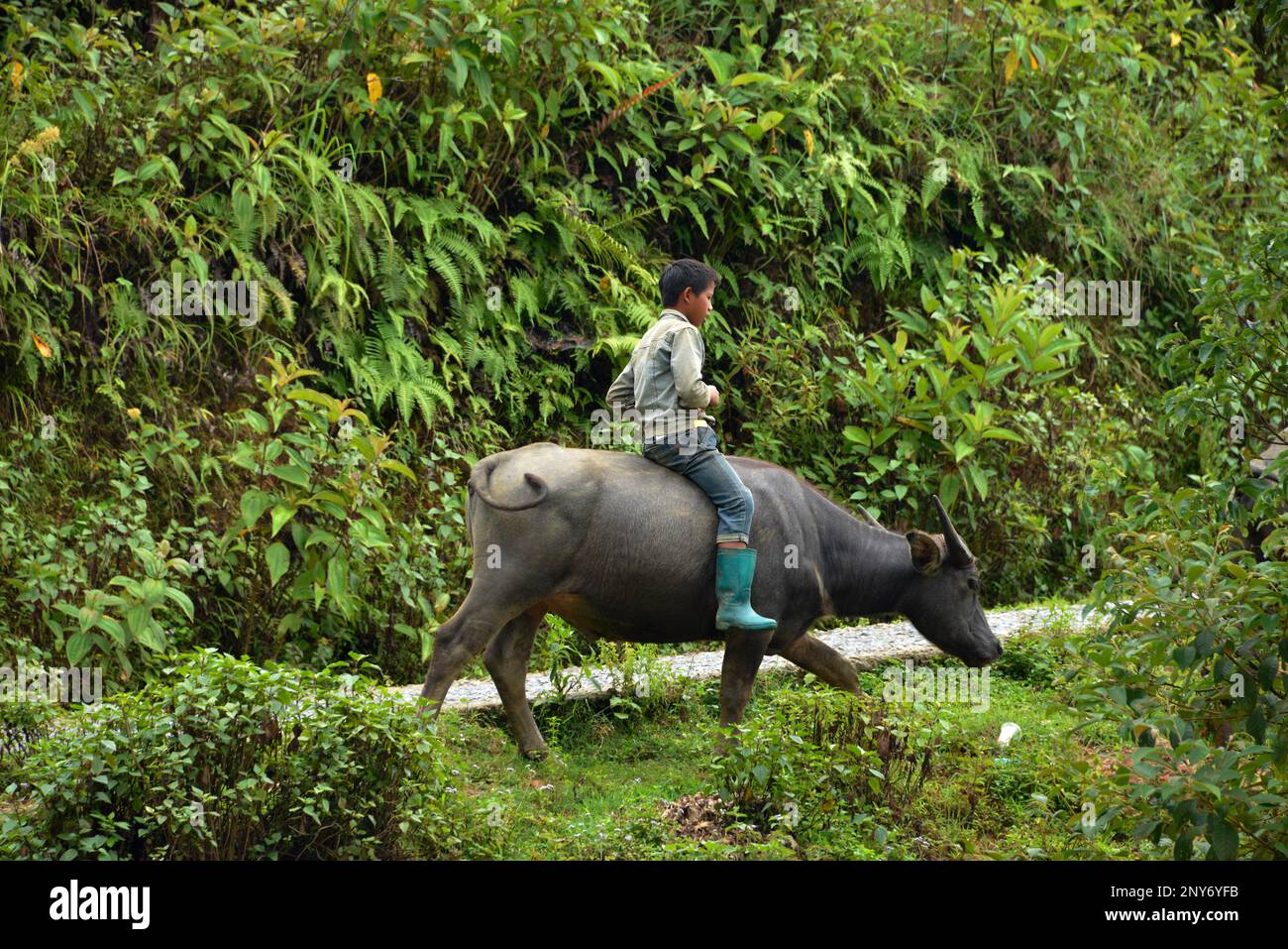 Child, water buffalo Tha Pin, Vietnam Stock Photo - Alamy