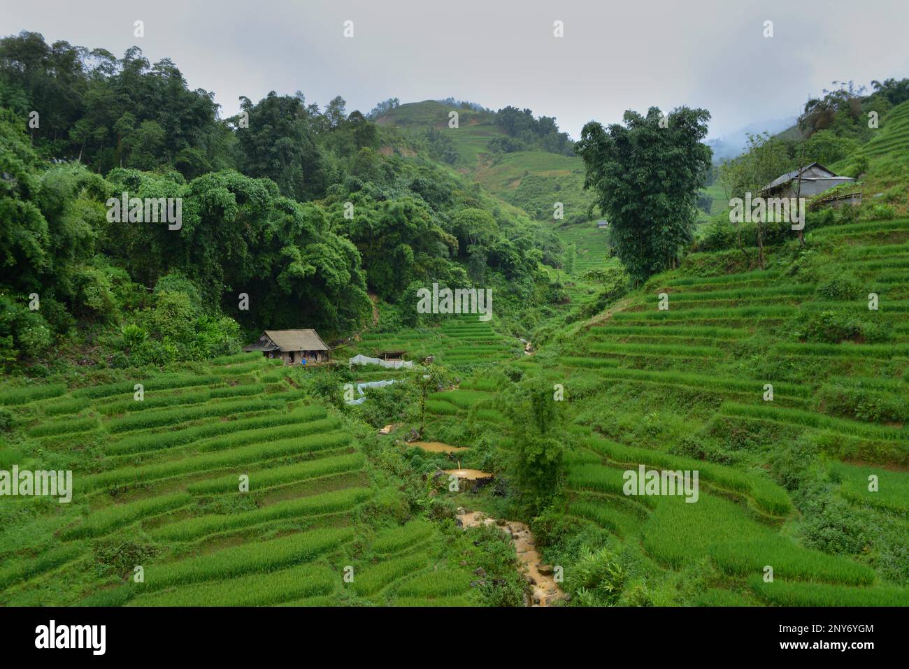 Rice fields, Sa Pa, Vietnam Stock Photo - Alamy