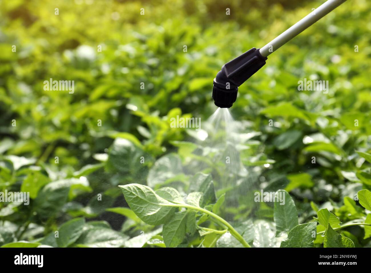 Spraying insecticide on colorado potato hi-res stock photography and ...