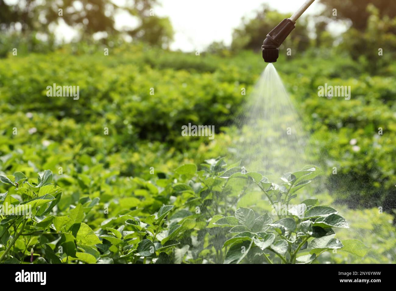 Spraying insecticide on potato hi-res stock photography and images - Alamy
