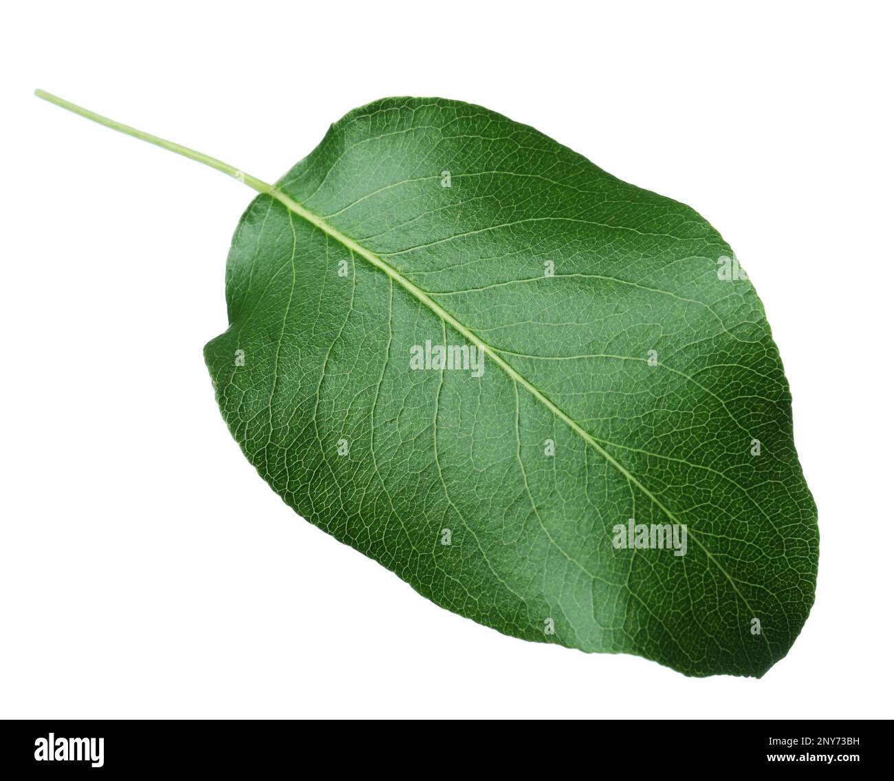Green pear tree leaf isolated on white Stock Photo - Alamy