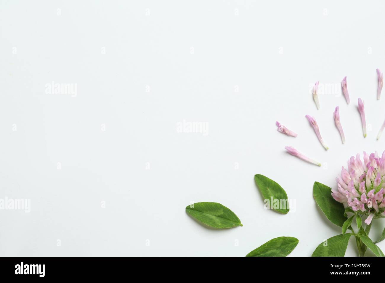 Composition with beautiful clover flower, petals and leaves on white ...