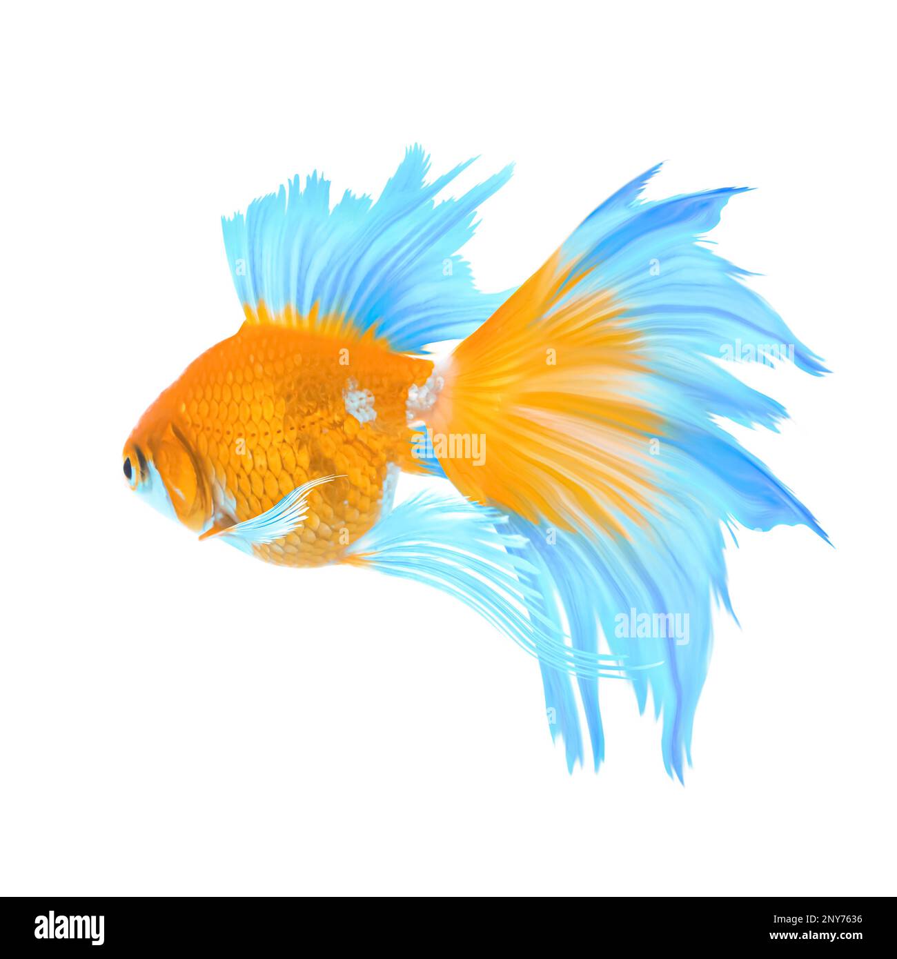 Beautiful colorful betta fish on white background Stock Photo - Alamy