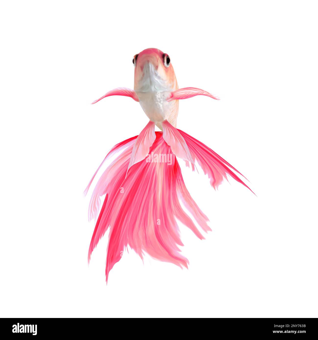 Beautiful Pink Betta Fish
