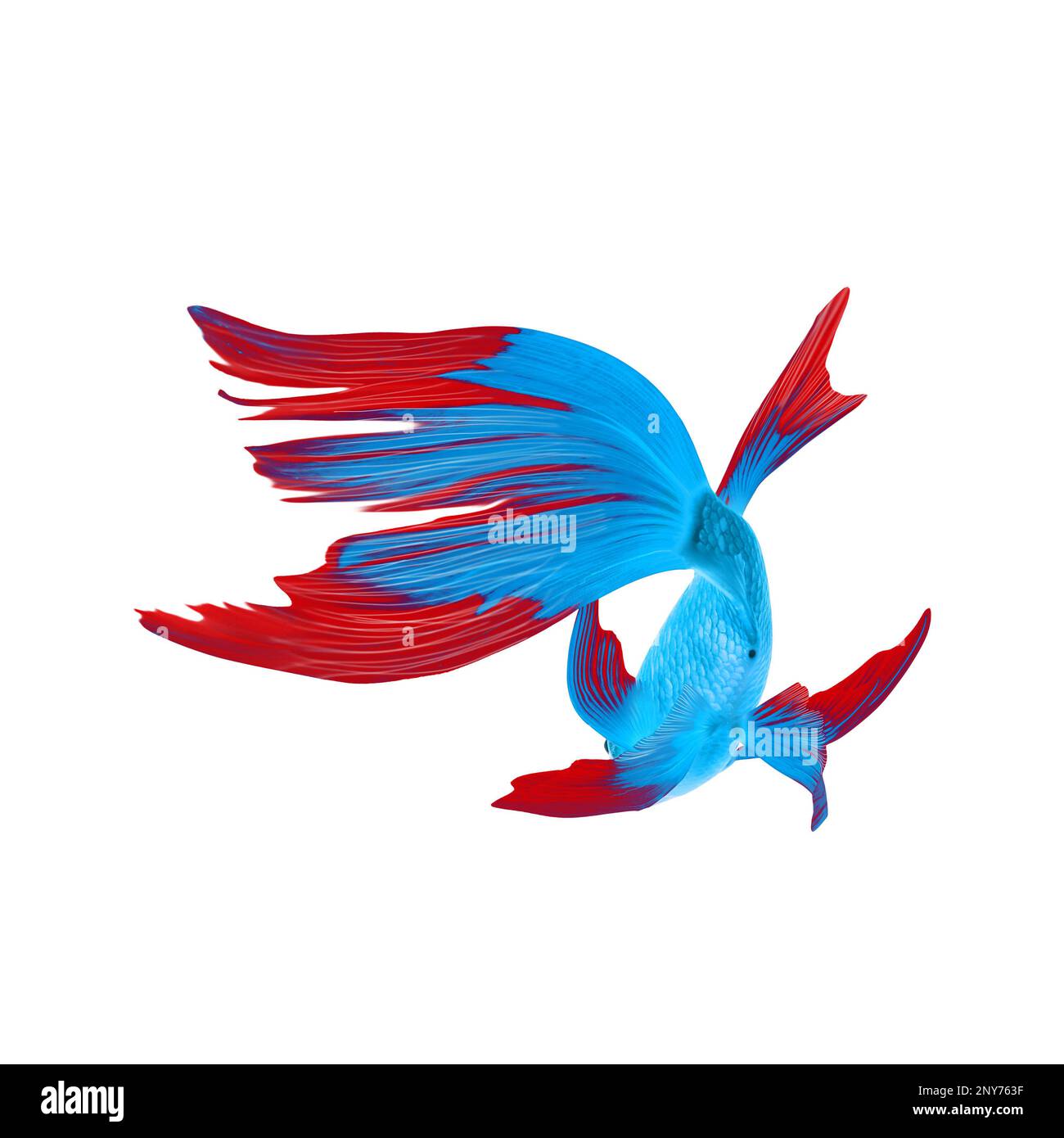 Live Betta Fish Male Rare Red Spalsh Metallic Blue