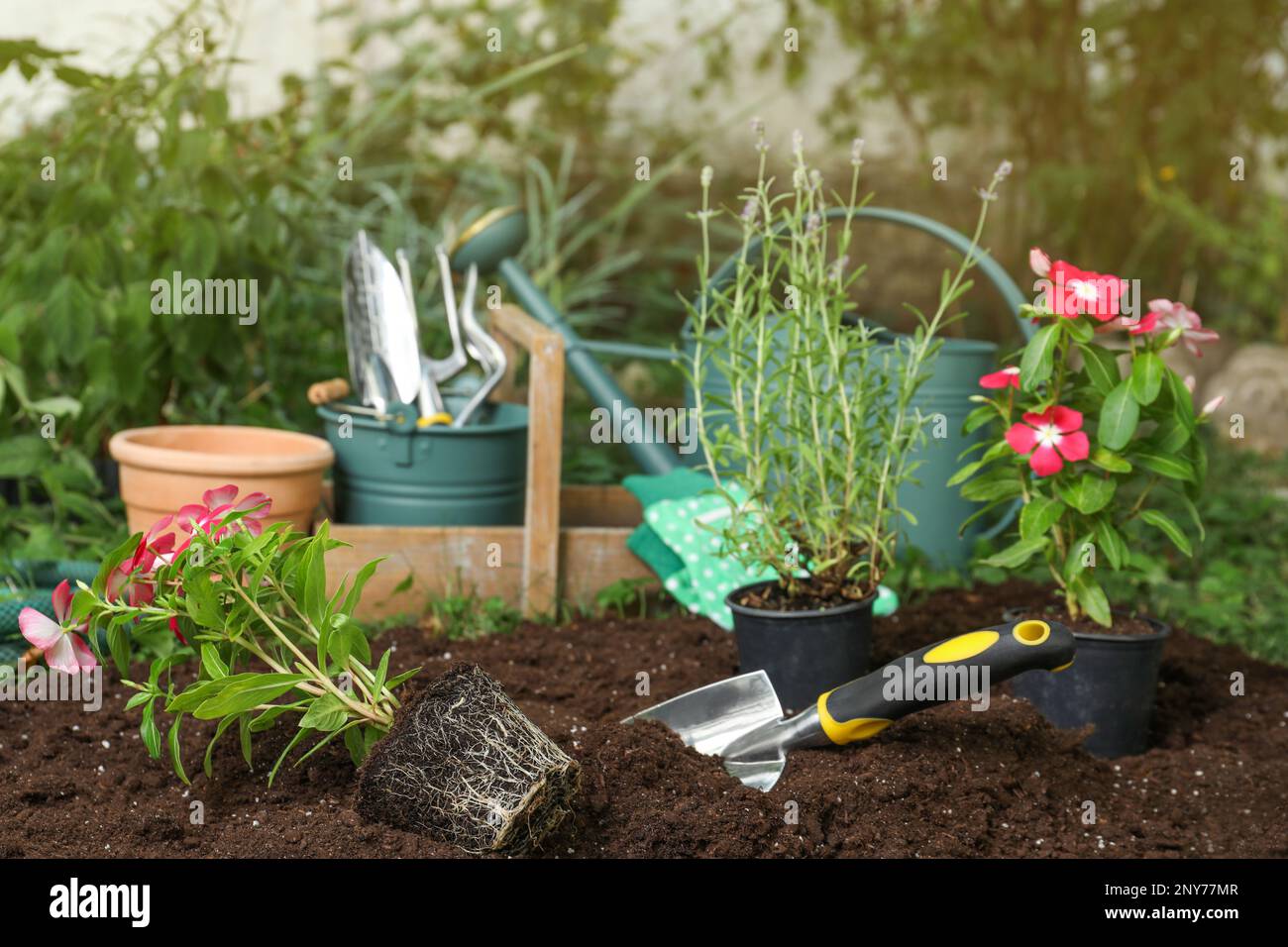 Different seedlings and gardening tools on soil outdoors Stock Photo ...
