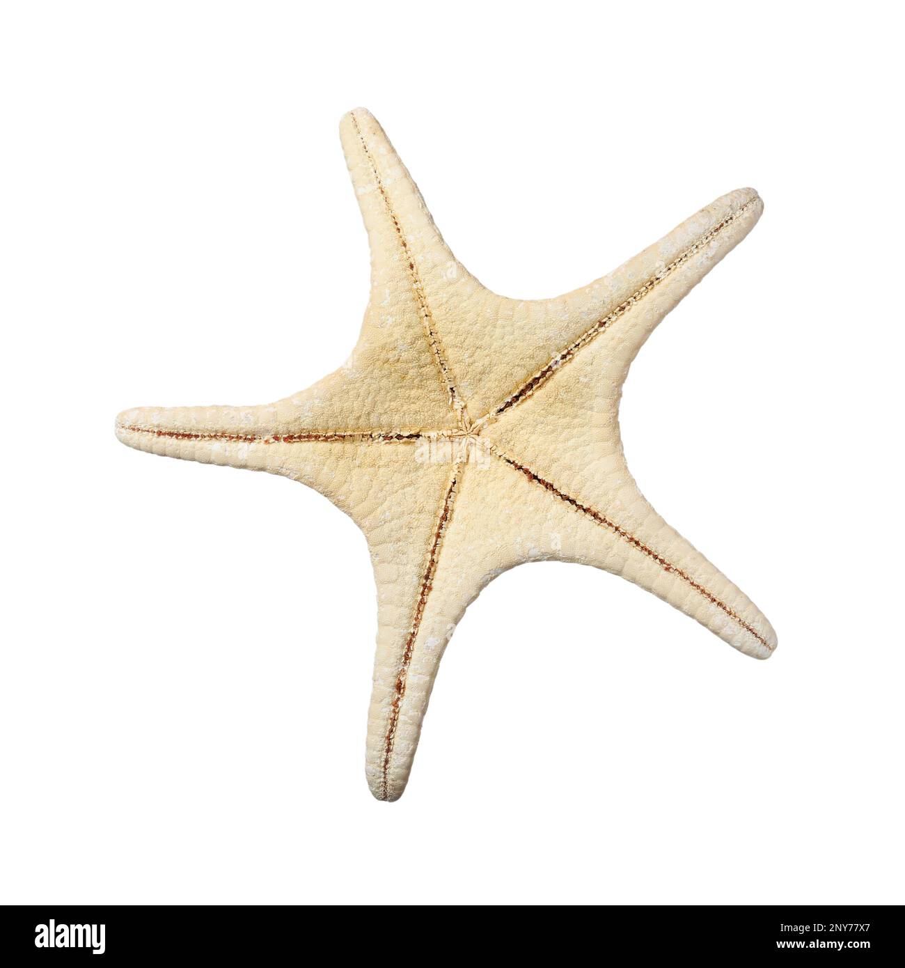 Beautiful sea star isolated on white. Beach object Stock Photo - Alamy