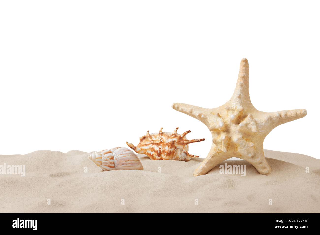 Beautiful sea star and seashells in sand on white background Stock ...