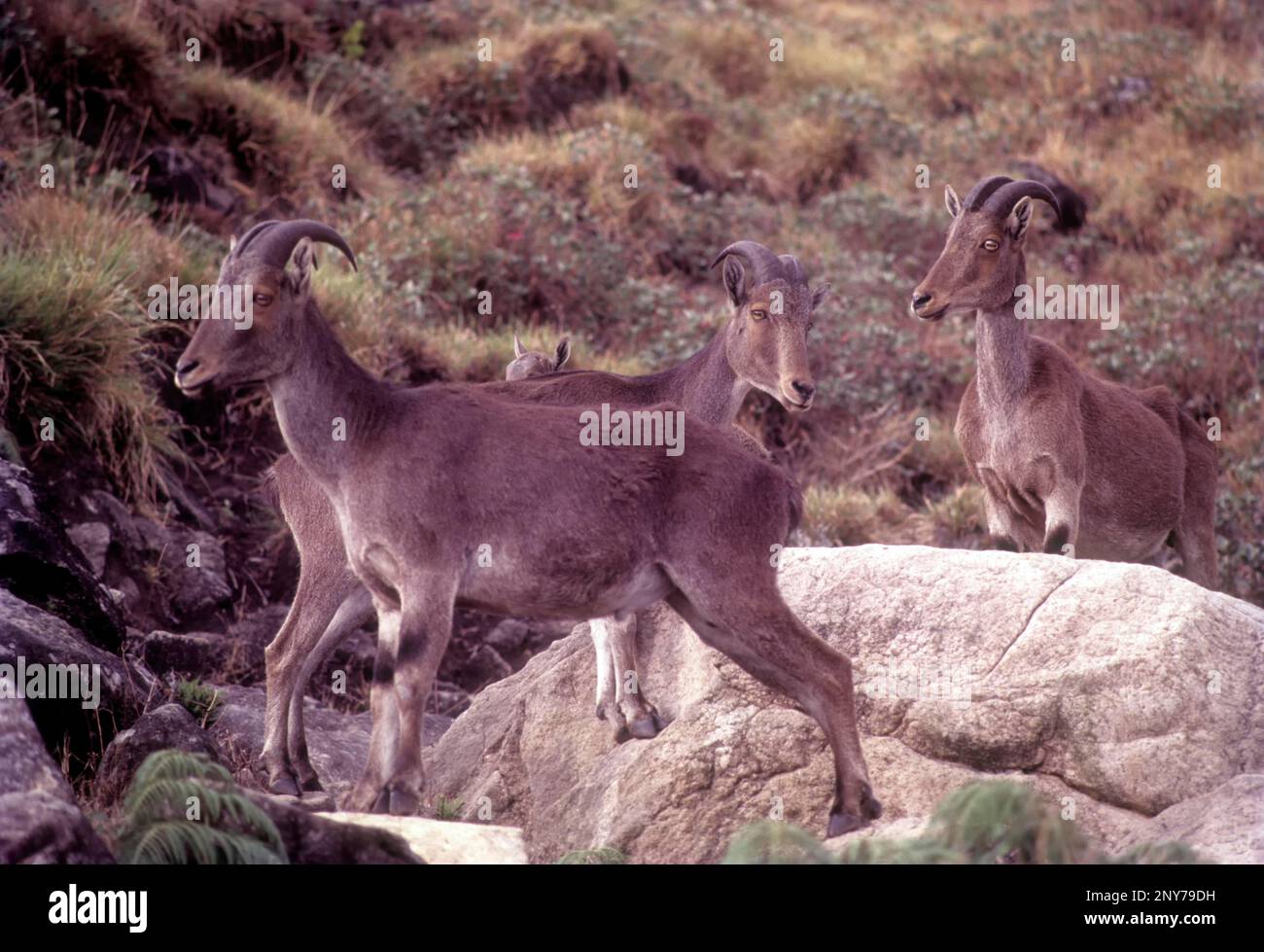 The Nilgiri Tahr (Nilgiritragus hylocrius) in Rajamalai (Eravikulam ...