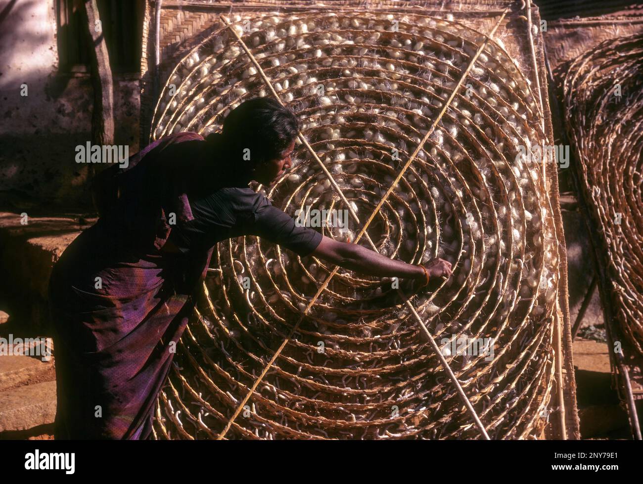 Chandrika, Rearing, Cocoons, Karnataka, India Stock Photo - Alamy