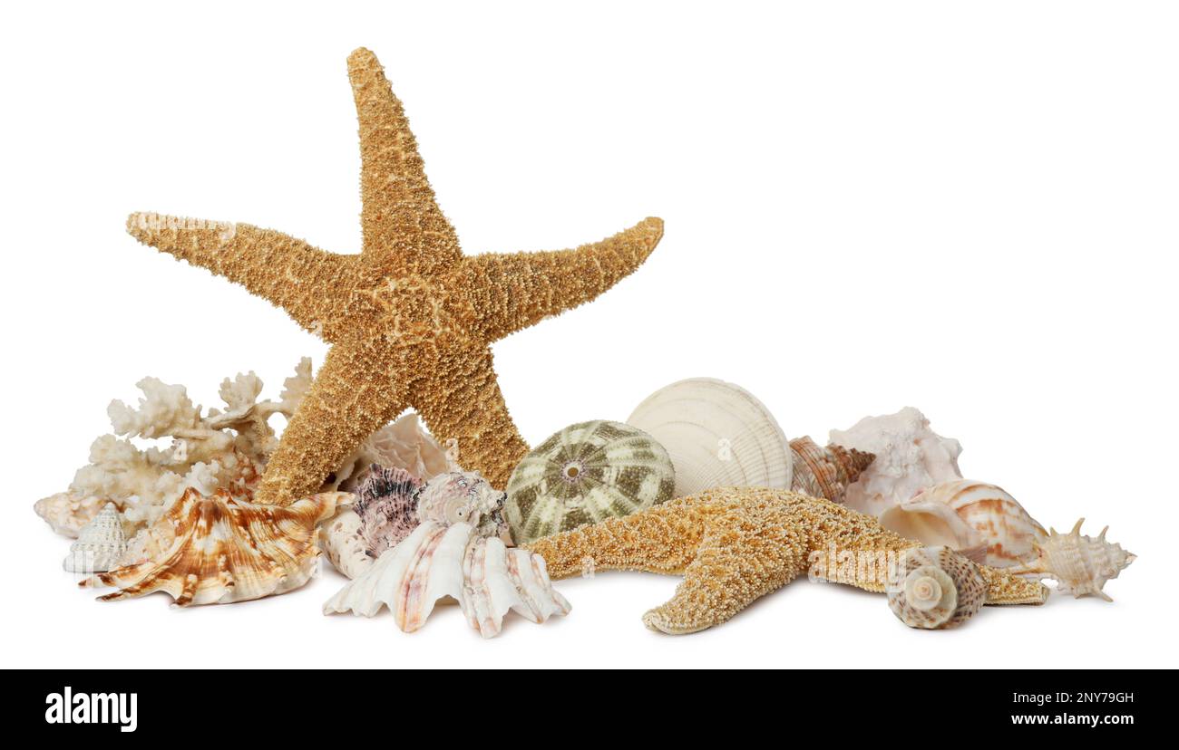 Beautiful starfish, coral and sea shells on white background Stock ...