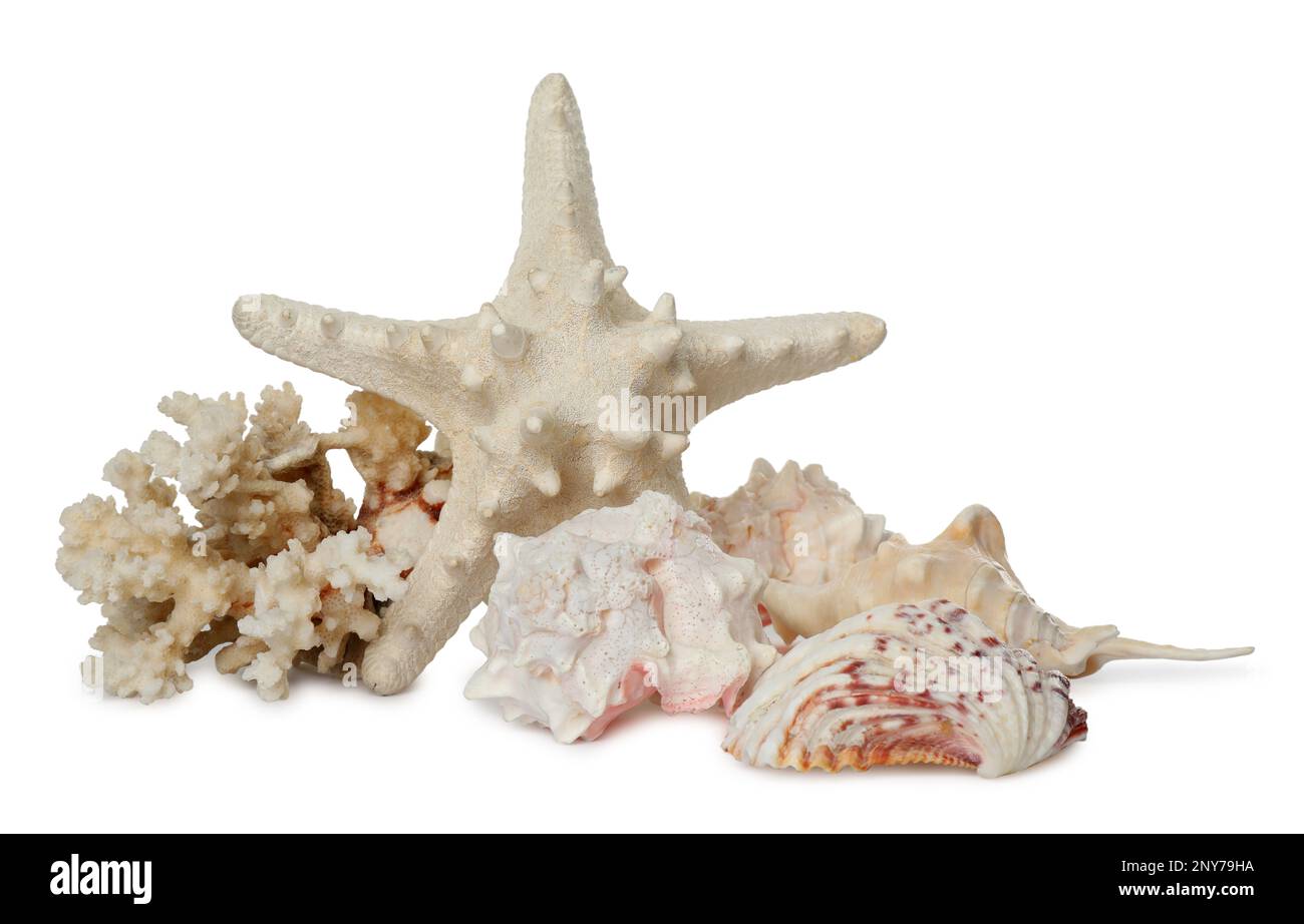 Beautiful starfish, coral and sea shells on white background Stock ...