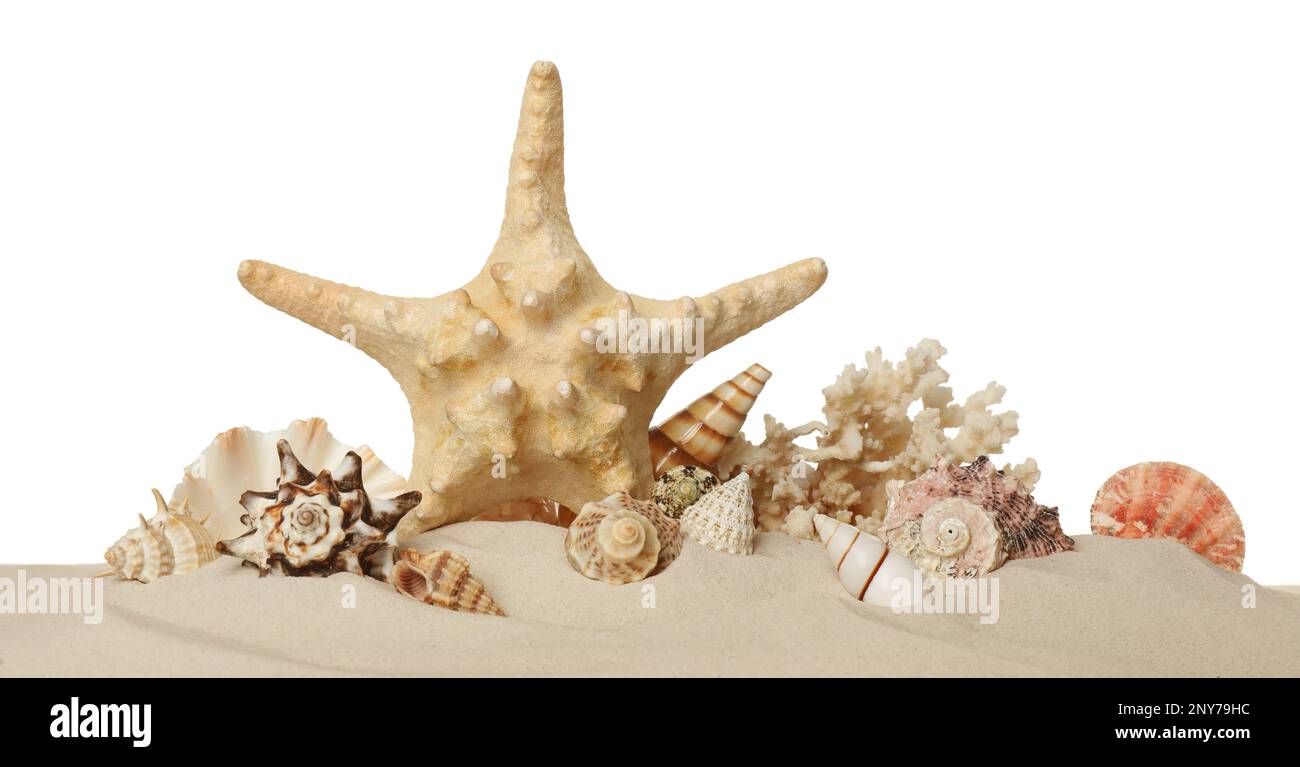 Beautiful starfish, coral and sea shells in sand on white background ...