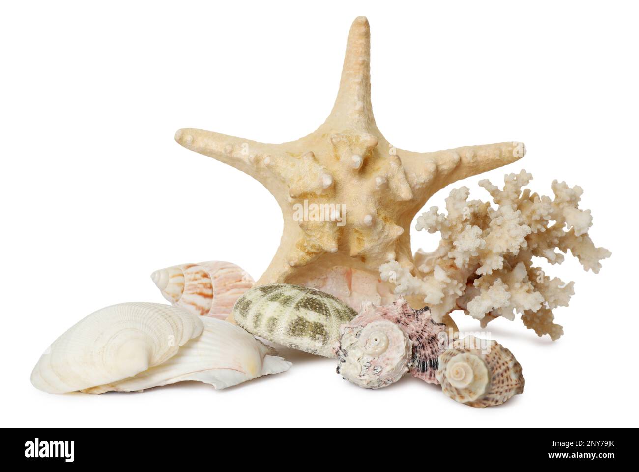Beautiful starfish, coral and sea shells on white background Stock ...