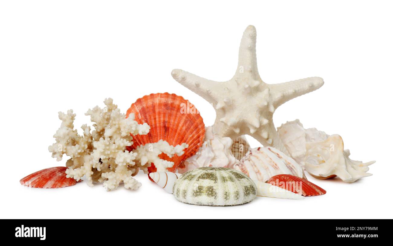 Beautiful starfish, coral and sea shells on white background Stock ...