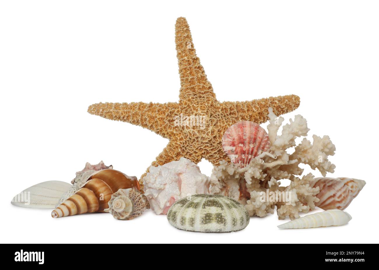 Beautiful starfish, coral and sea shells on white background Stock ...