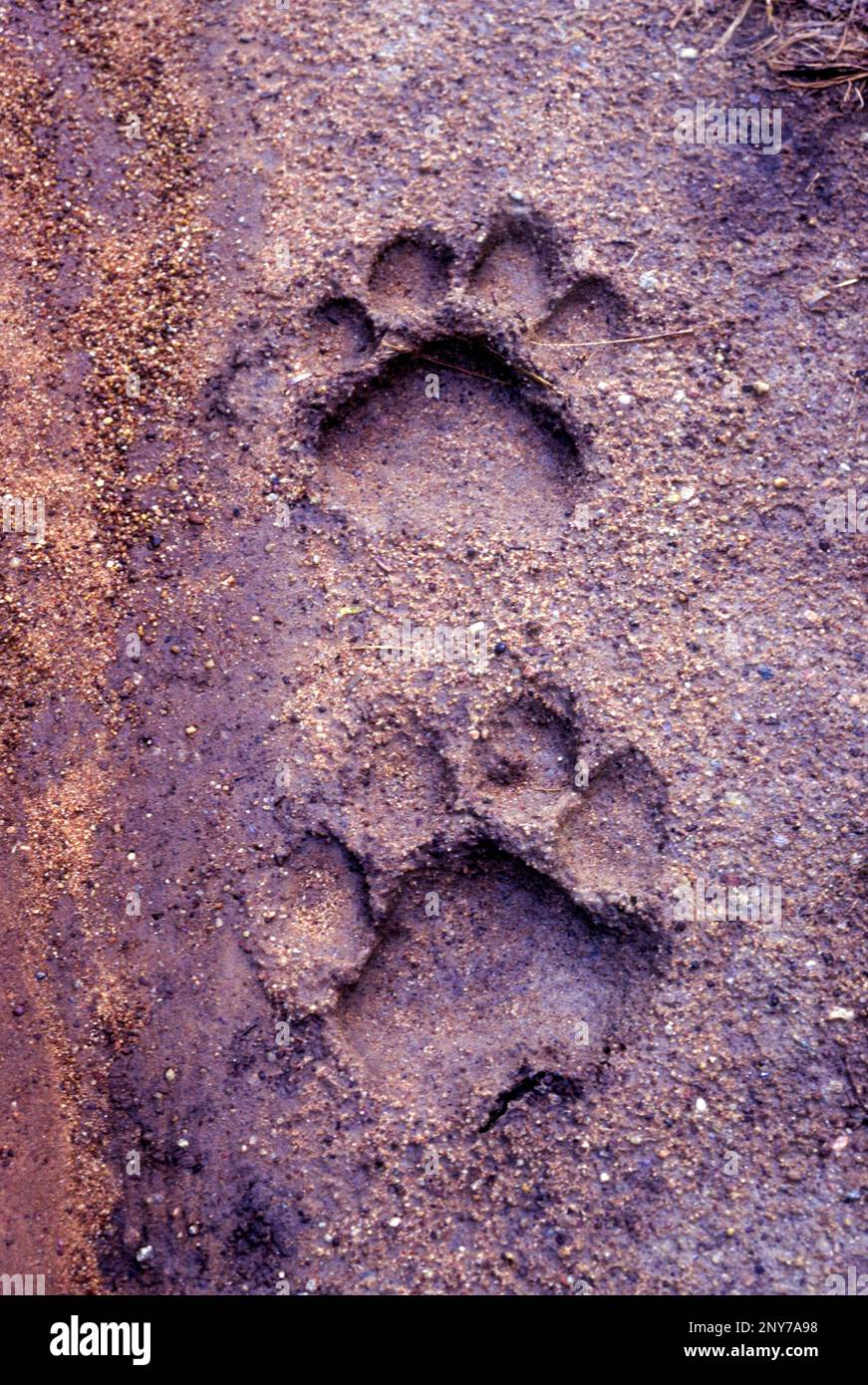 Tiger Pug Marks at Nagarahole National Park, Karnataka, South India ...