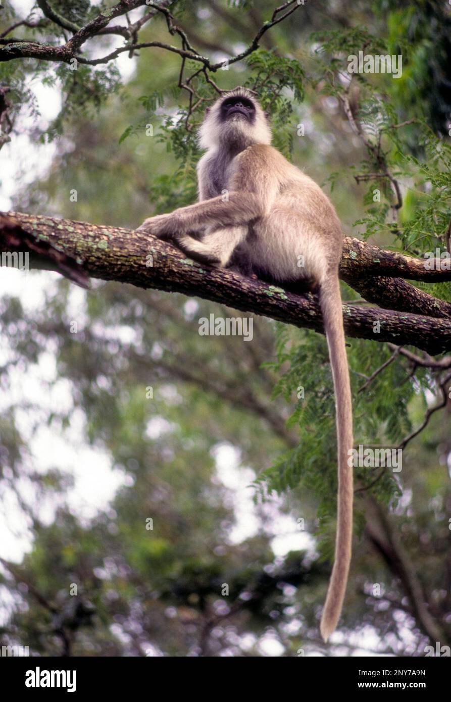 Common Langur (Semnopithecus entellus) in Bandipur National Park ...