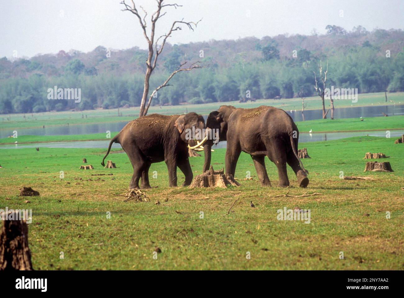 Tuskers (Elephas maximus) fighting in Kabini, Karnataka, South India ...
