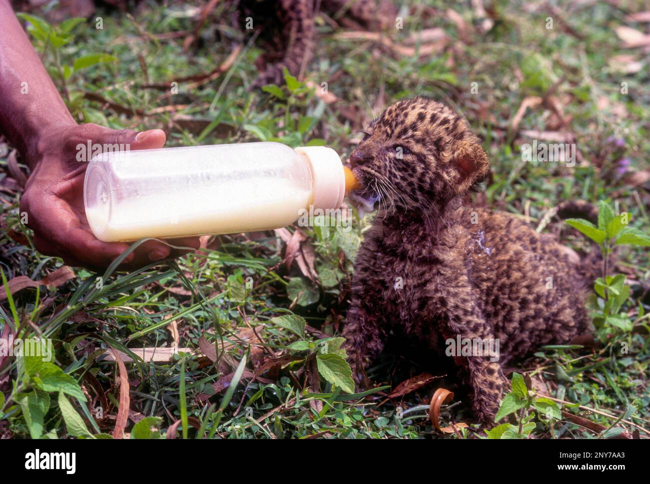 Leopard cub bottle feeding hi-res stock photography and images - Alamy