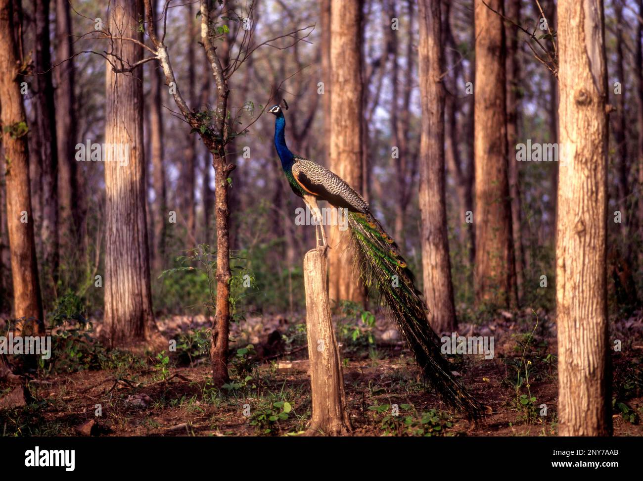 Peacock (Pavo cristatus) the National Bird of India at Kabini ...