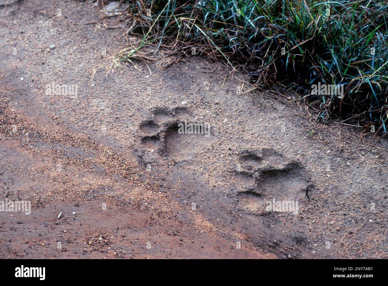 Tiger Pug Marks at Nagarahole National Park, Karnataka, South India ...