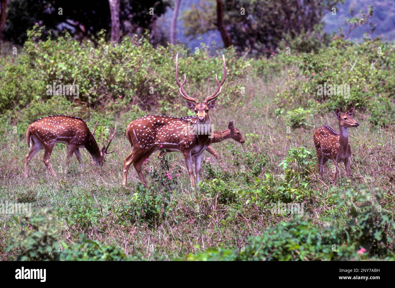 Spotted deer in Bandipur National Park, Karnataka, South India, India ...