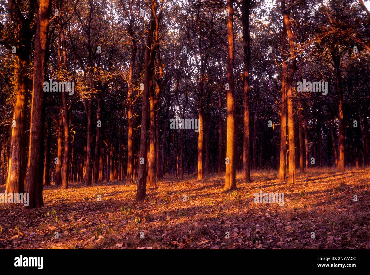 Teak plantation in Naharhole National Park, Karnataka, South India ...