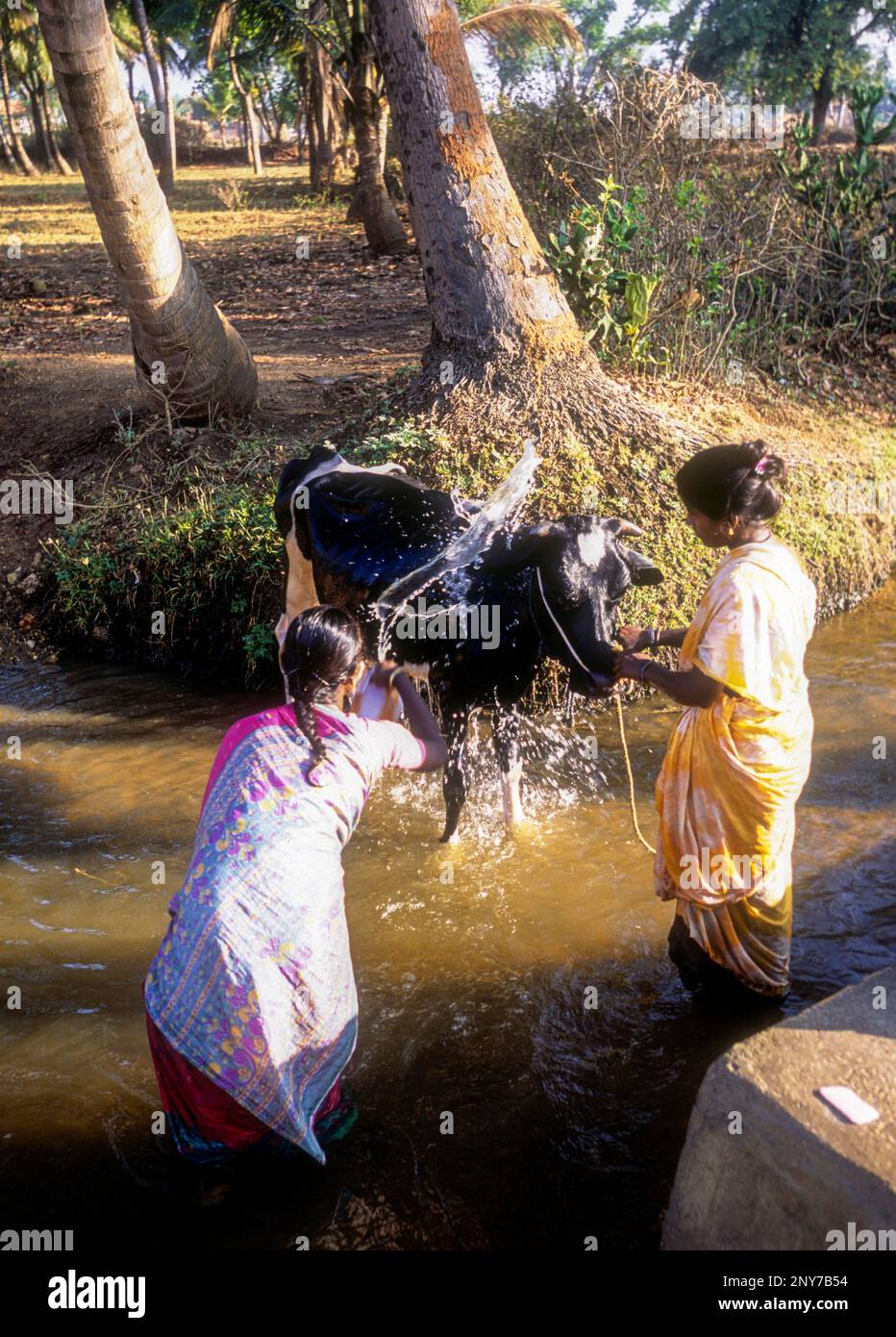 Two women washing cow in a canal, Karnataka, South India, India, Asia ...