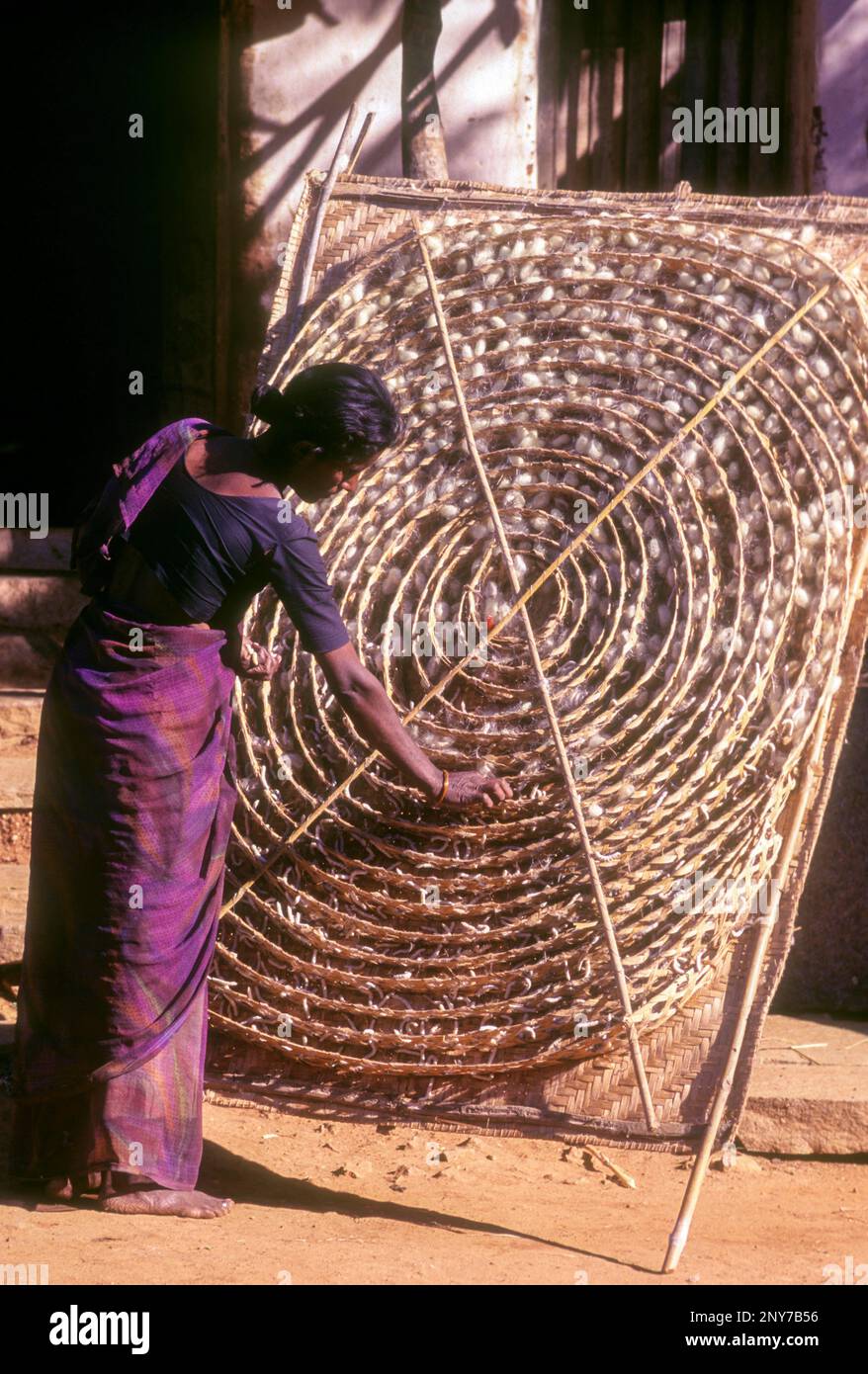 Chandrika, a woman rearing silk worm Cocoons Incubated under sun at ...