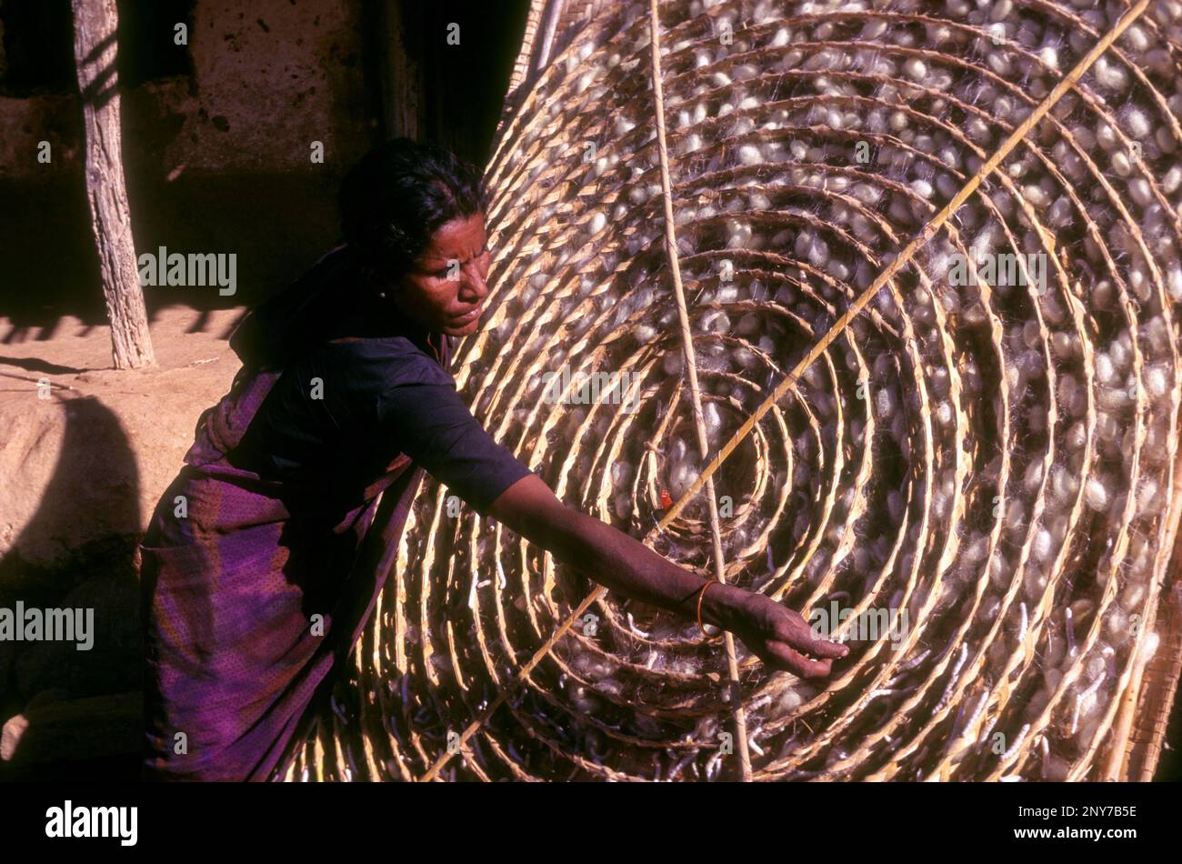 Chandrika, a woman rearing silk worm Cocoons incubated under sun at ...