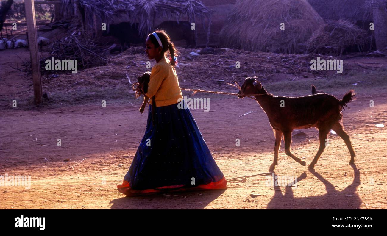 Lass taking along goat and lamb at Kokkarebellur, Karnataka, South ...