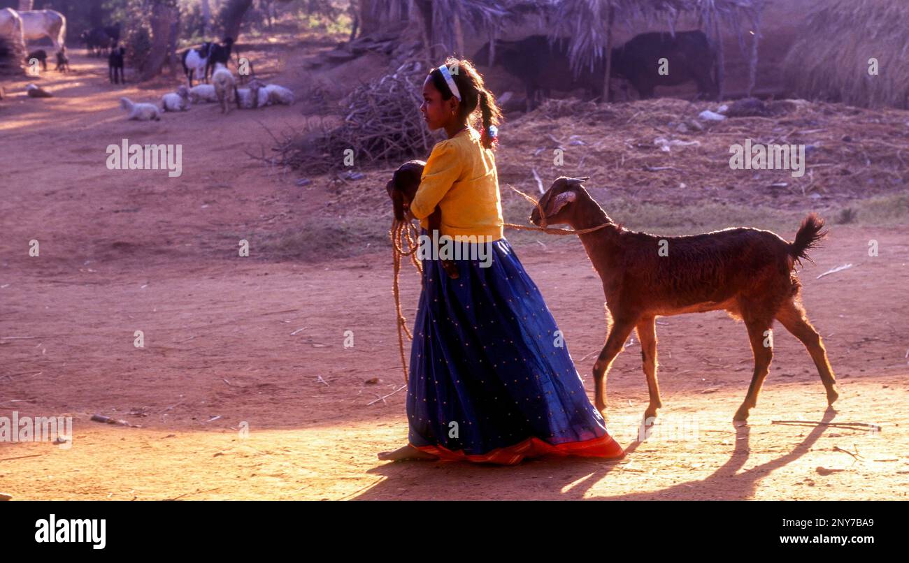 Lass taking along goat and lamb at Kokkarebellur, Karnataka, South ...