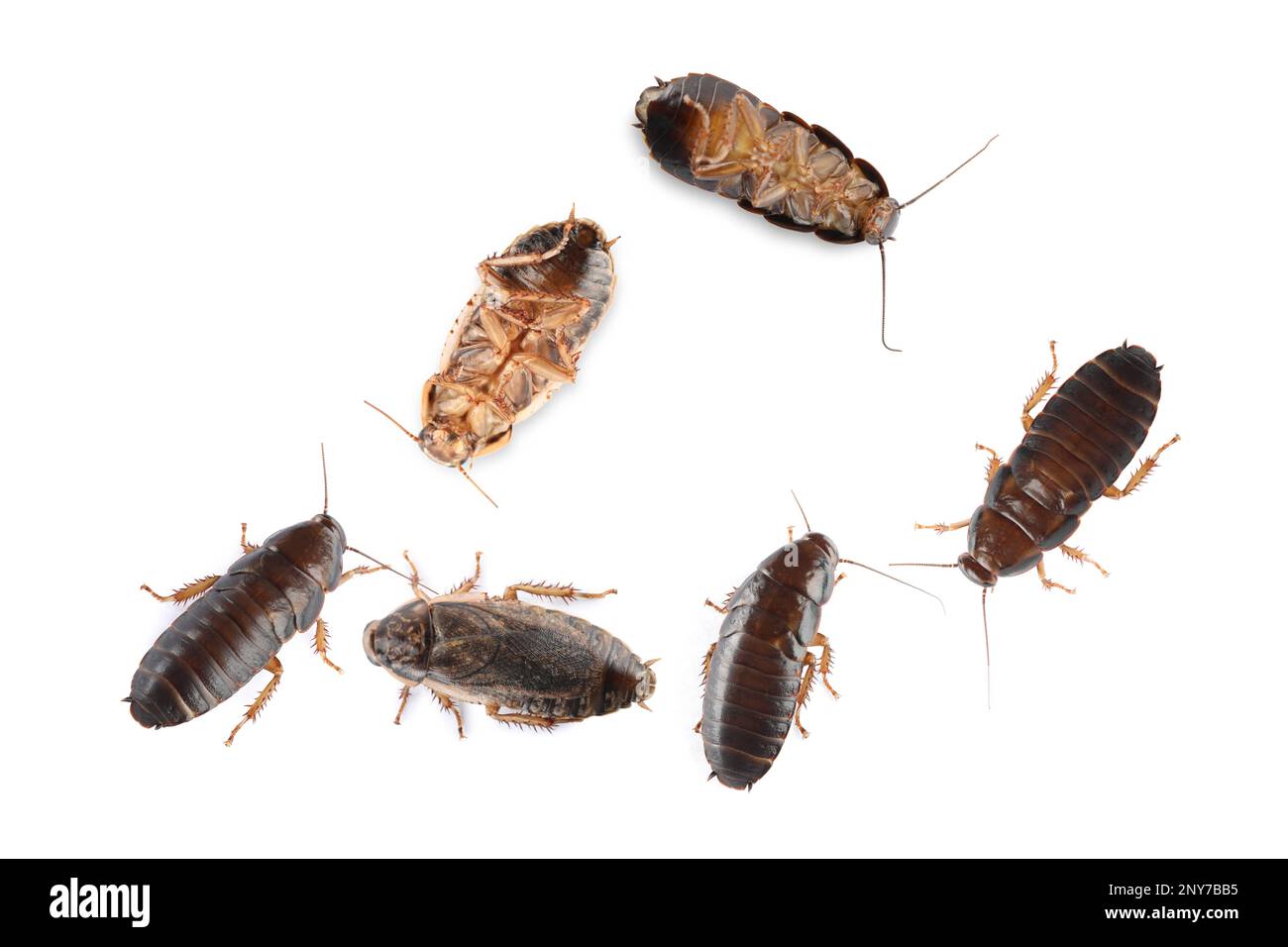 Group of brown cockroaches on white background. Pest control Stock ...