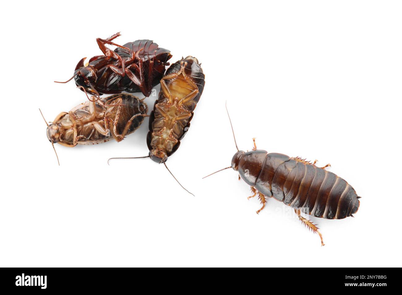 Group of brown cockroaches on white background. Pest control Stock ...