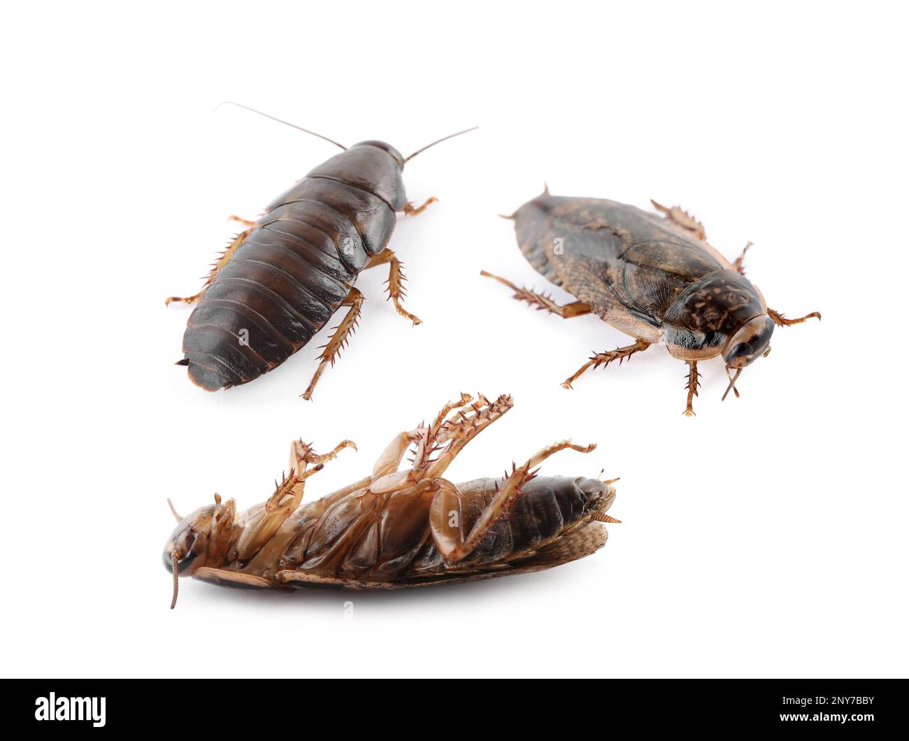 Group of brown cockroaches on white background. Pest control Stock ...