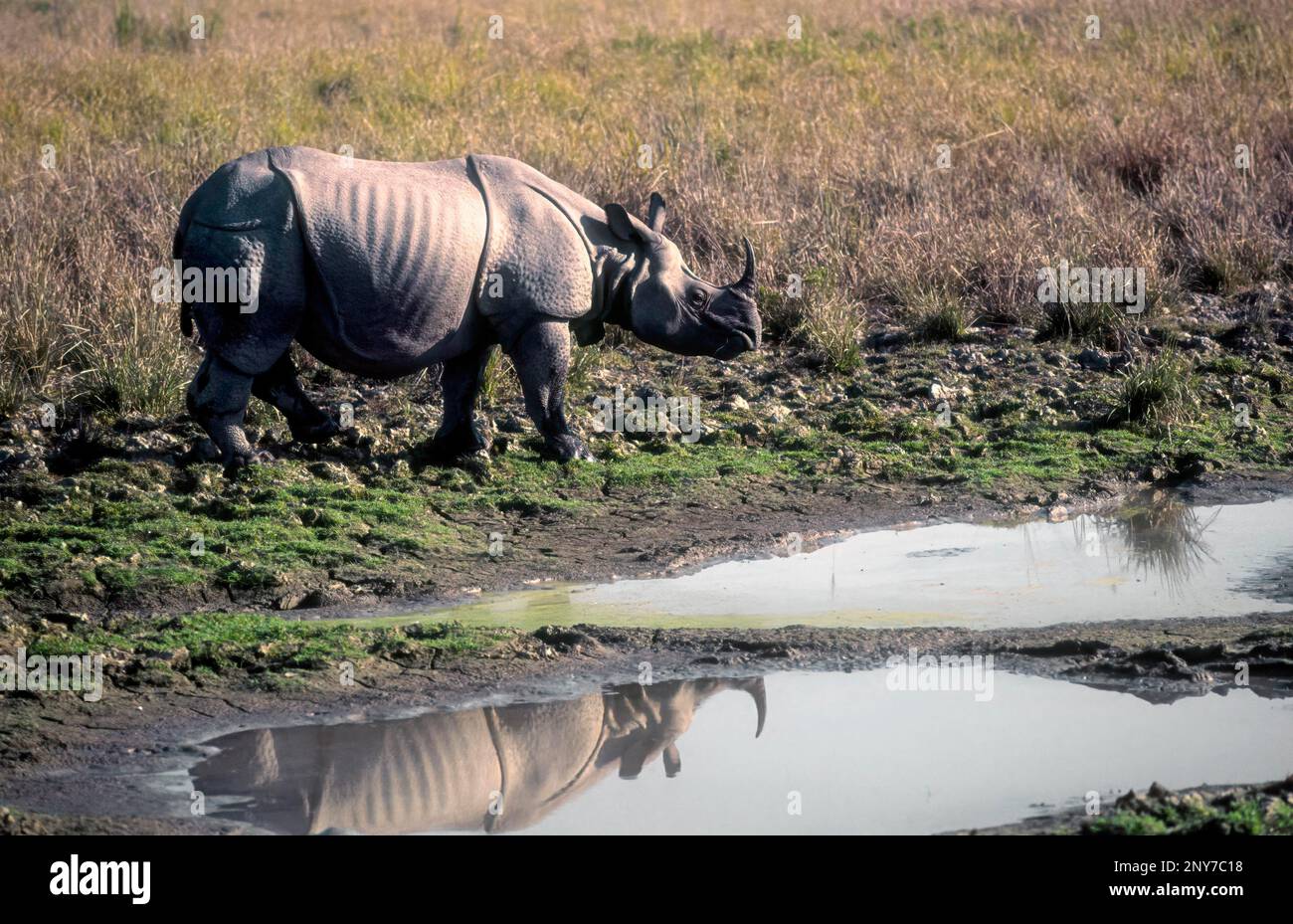 Indian Rhinoceros (Rhinoceros unicornis) in the swamp, Kaziranga ...