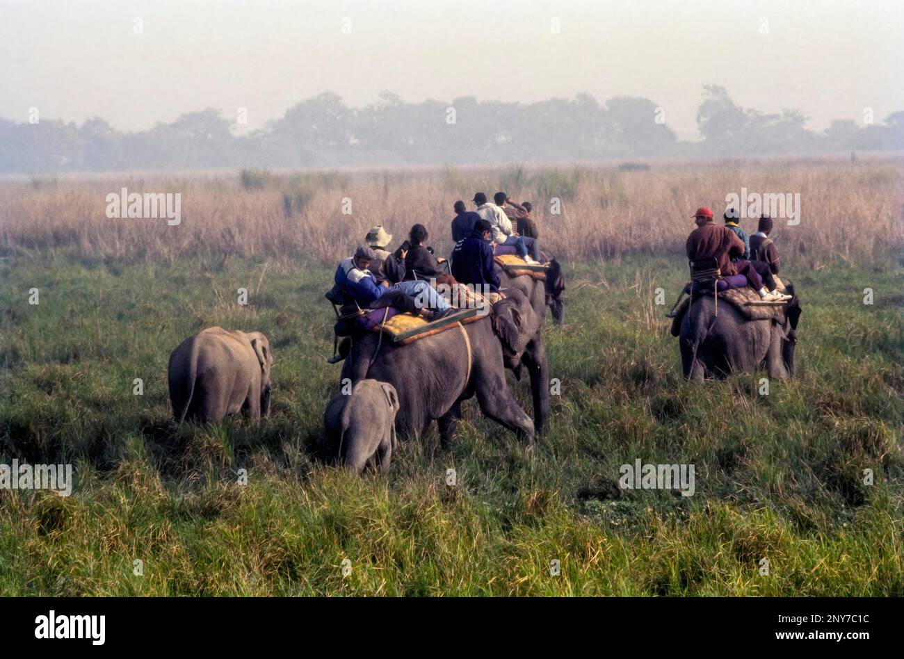 Tourists an Elephant back at Kaziranga National Park, Assam, North East ...