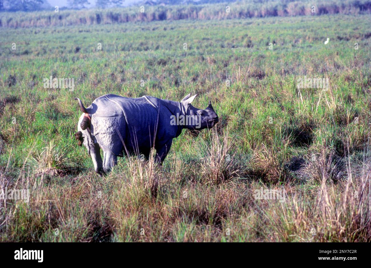 The Great Indian one, Horned Rhinoceros pooping in a forest, Kaziranga ...