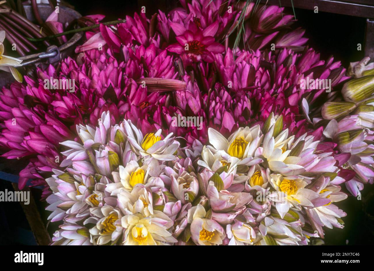 Indian red water lily (Nymphaea rubra) in front of Manakula Vinayagar ...