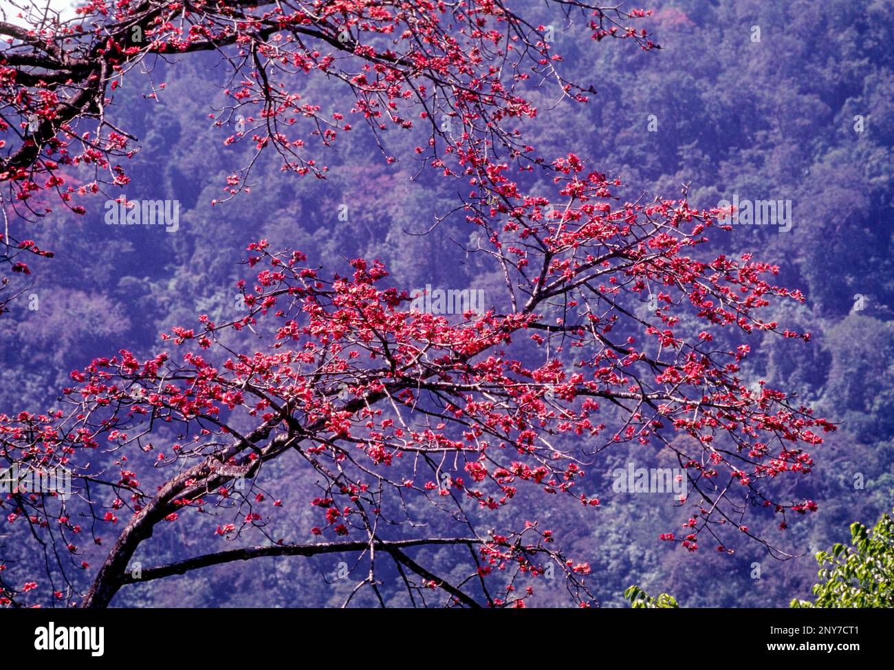 Flowering Trees Kerala at Roscoe Ramirez blog