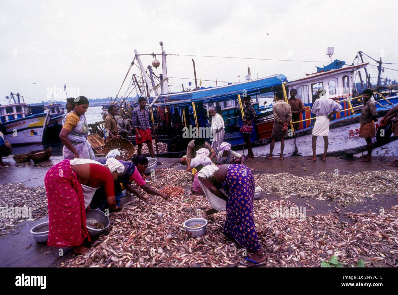 Women sorting fishes in Neendakara, Kollam Quilon, Kerala, South India ...