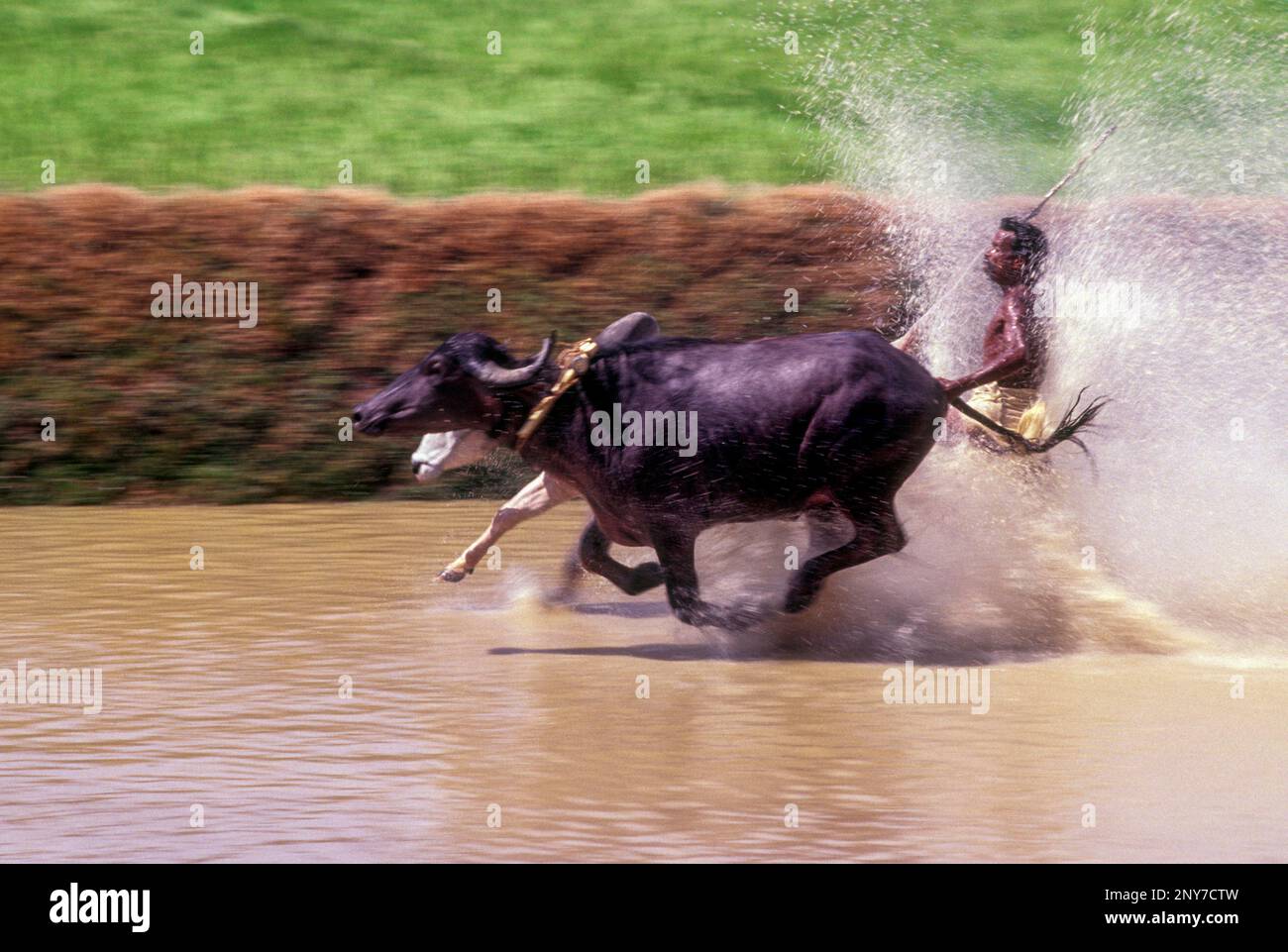 Panning, Racing mixed animals and jockey with splashing waters in ...