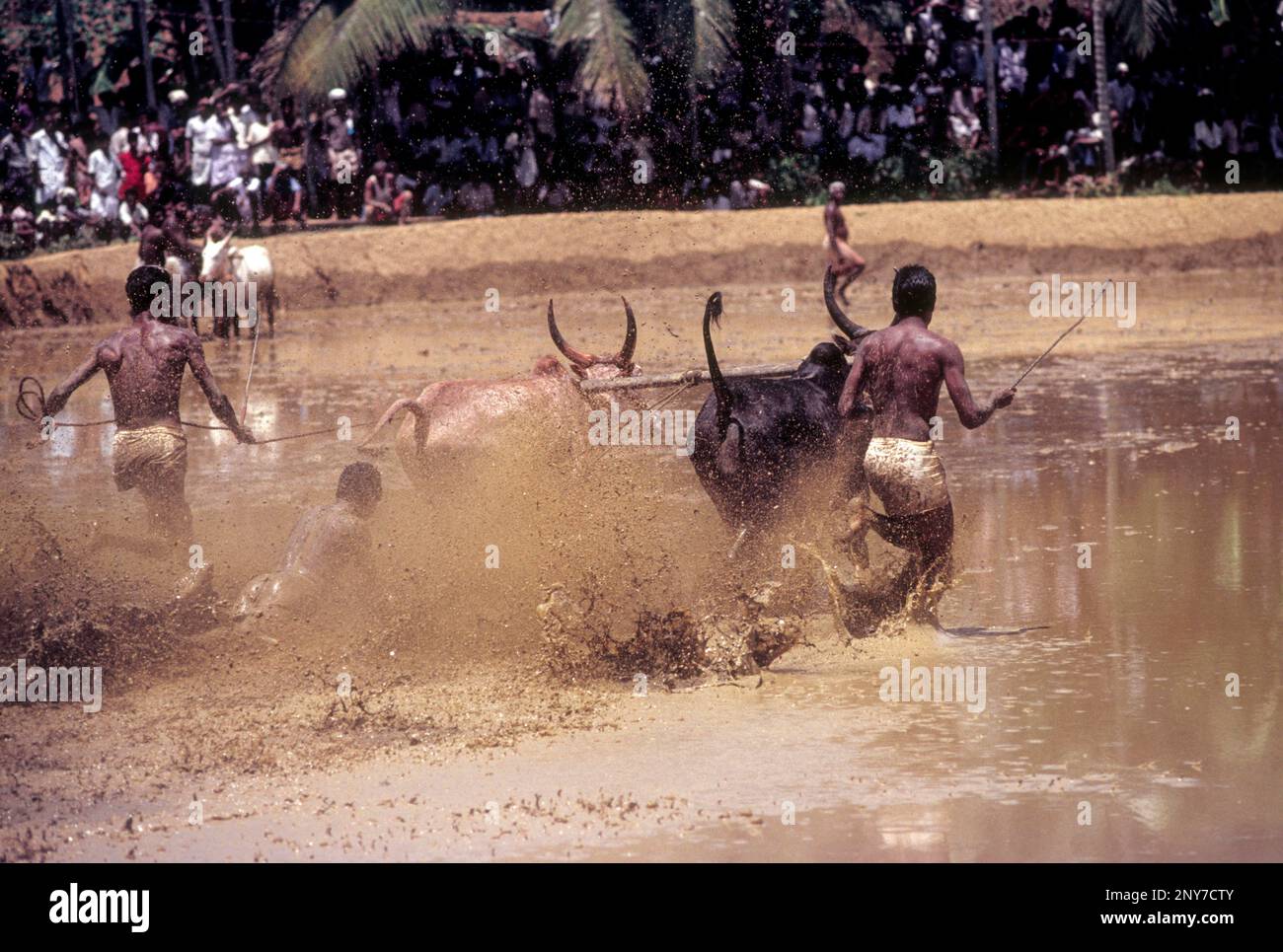 A jockey lying in the racing field in Maramadi or Kalappoottu is a type ...