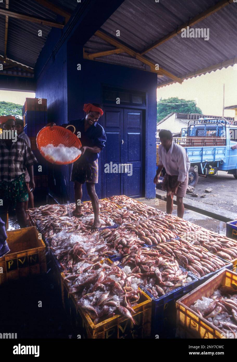 Fish Being Packed for delivery to different places, Kerala, South India ...
