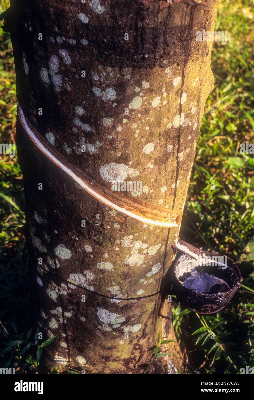 India rubber plant hi-res stock photography and images - Alamy