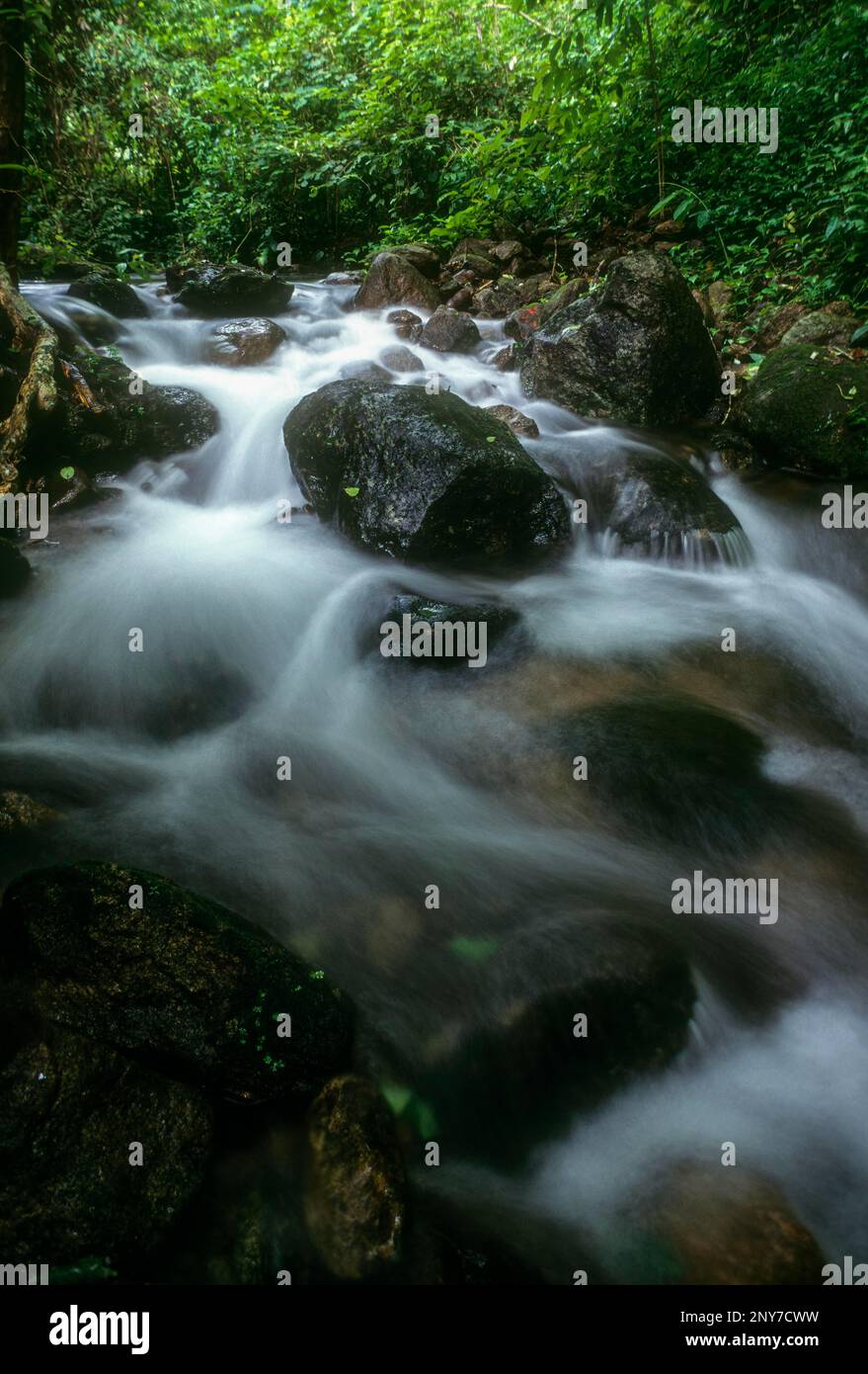 Mountain Spring in Western Ghats, Kerala, South India, India, Asia ...