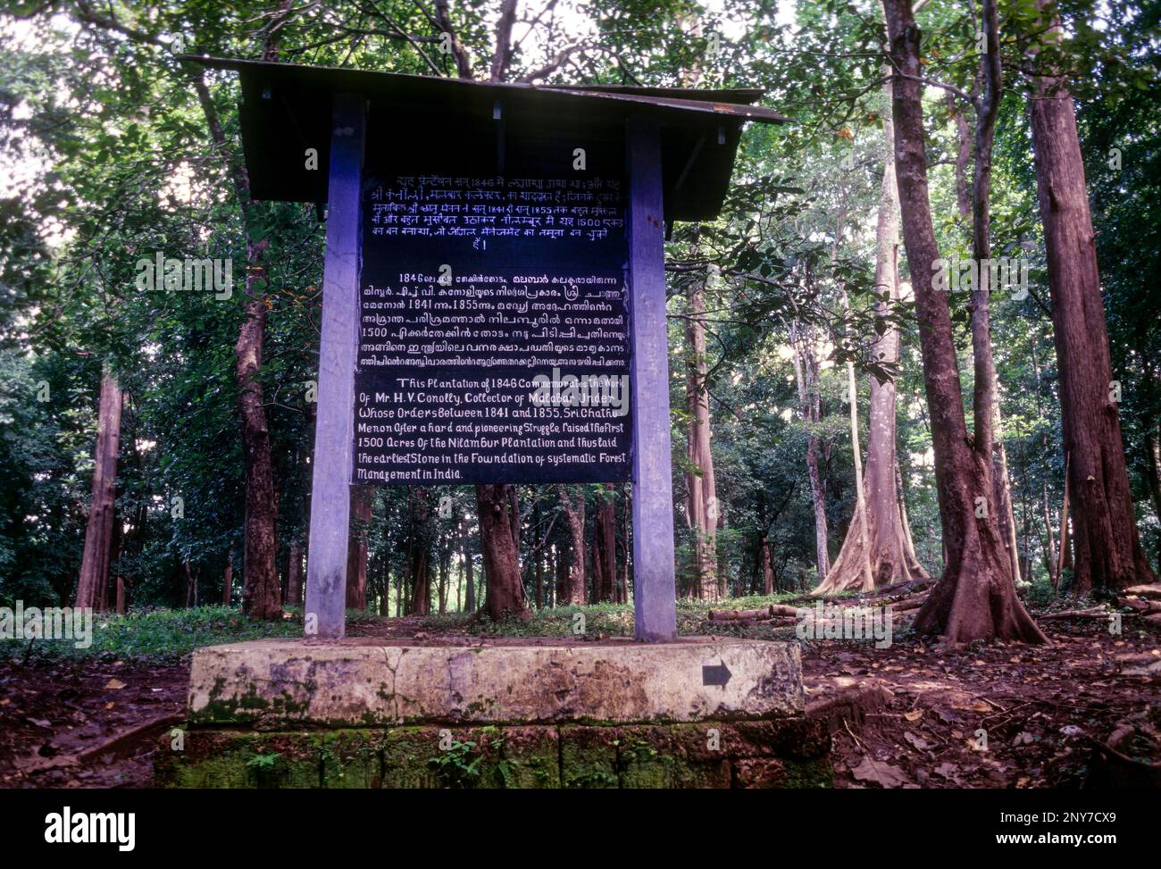 The Conolly's plot, Nilambur, Kerala, South India, India, Asia. The ...